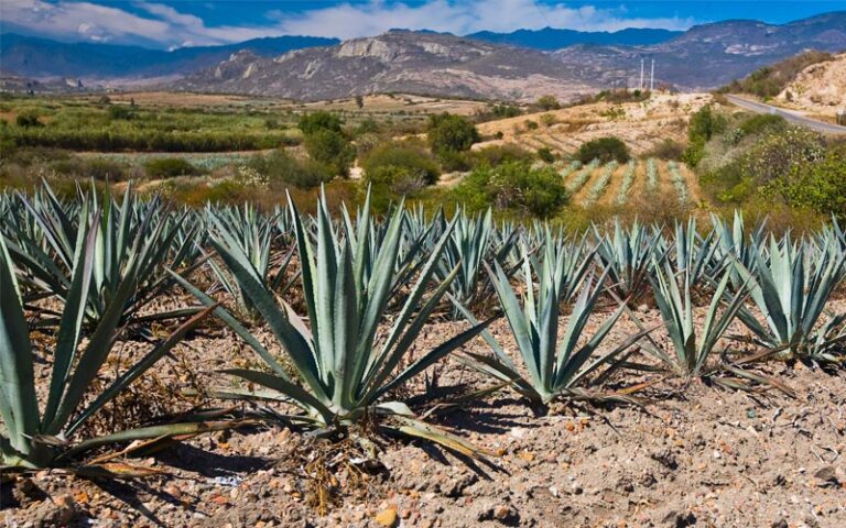 The Benefits of Tequila: Is It Healthy & Hangover Free? | MEXLocal