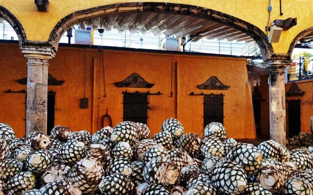 The Best Types Of Tequila You Should Drink | MEXLocal